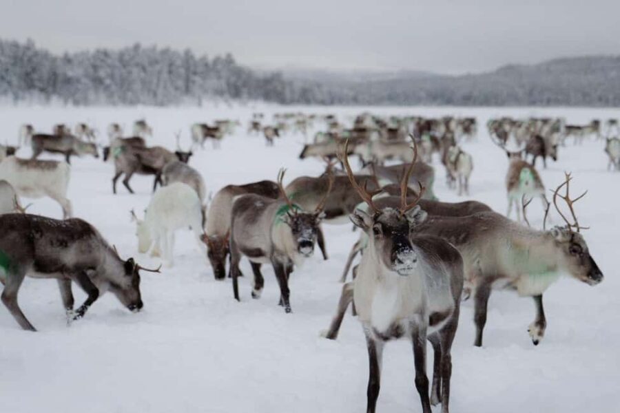A day with reindeer herders in the wilderness - A Close Look at the Tour Itself