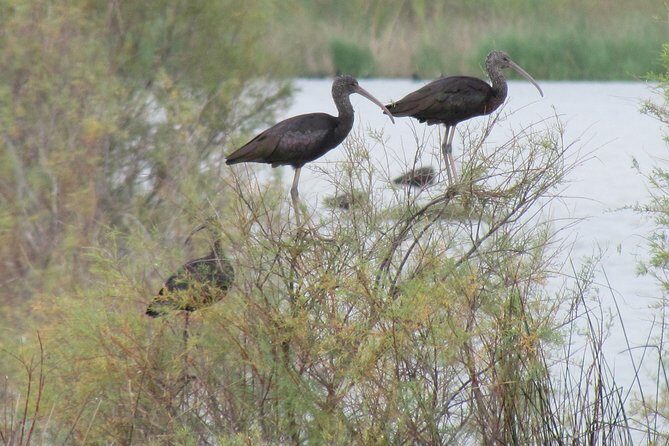 Afternoon birdwatching at Lagoa dos Salgados - Final Thoughts