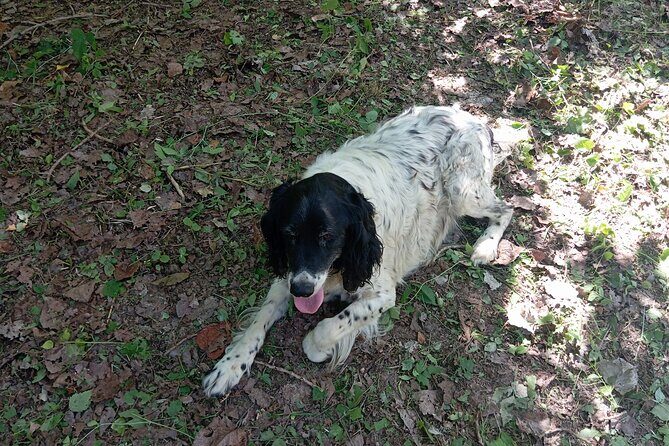 Alba Truffle Hunting, Barolo and Barbaresco Tasting - What Makes This Tour Special