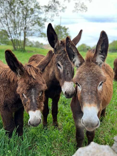 Alberobello: Guided e-bike tour + donkey farm visit - Details That Matter: Logistics, Cost, and Flexibility