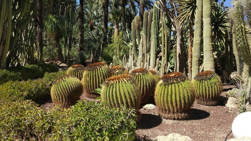 Alicante: UNESCO Heritage Palm grove + Artistic Garden Tour - FAQ