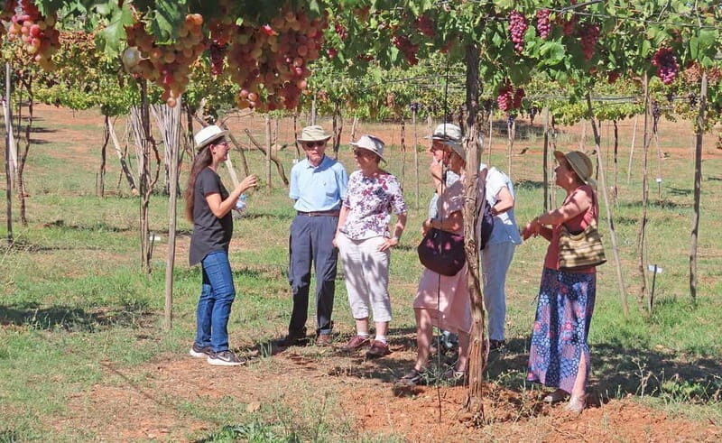Alpujarra of Almería: Organic Wine tour and vegan aperitif - A Closer Look at the Experience