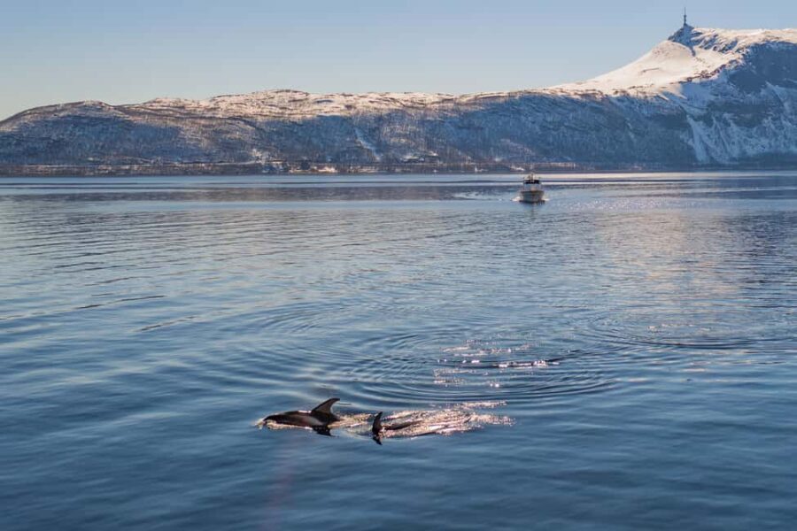 Alta: Altafjord 2-Hour Fjord Safari with Guide - Final Thoughts