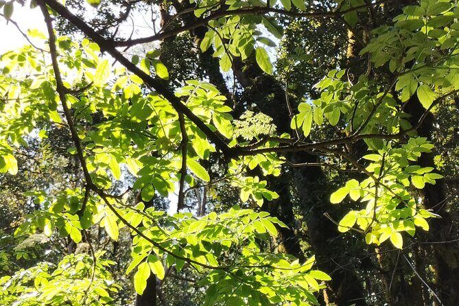 ANAGA: VIP tour: Forests, Peaks and Sea. - Transportation and Group Size