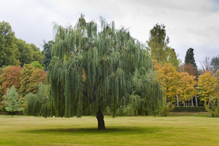 Prince Garden Aranjuez in autumn with willows and yellow leaves