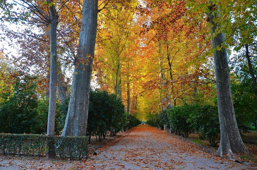 Aranjuez yard and park with autumn trees