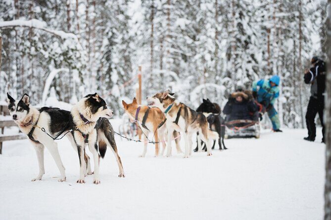 Arctic Circle Highlights Family Day - Who Is This Tour Best For?