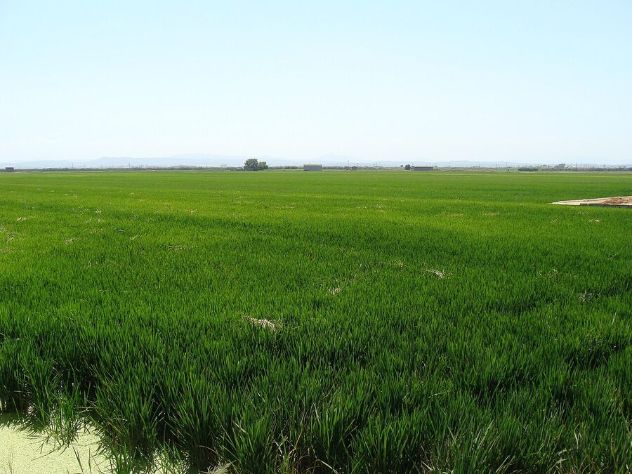 Albufera rice fields near Valencia where paella originated