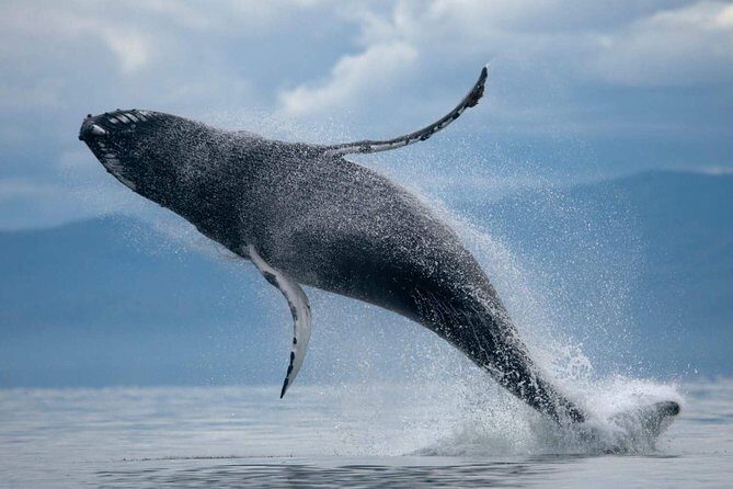 ATV & Whale Watching Full day adventure in Reykjavik - Who Is This Tour Best For?