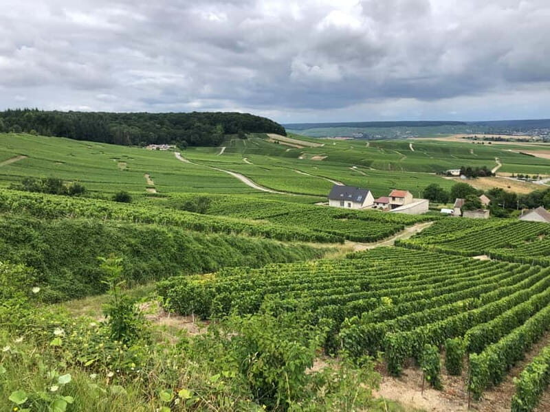 Authentic Champagne Tour: 3 vineyards, 10 Tastings & Lunch - Why Youll Love This Tour