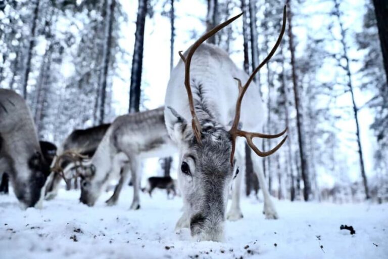 Authentic Reindeer Experience with Private Transportation - The Finnish Kota and Seasonal Delights