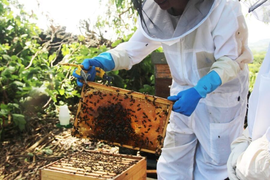 Azores Beekeeping Experience and Honey Tasting - What to Expect from the Beekeeping Experience