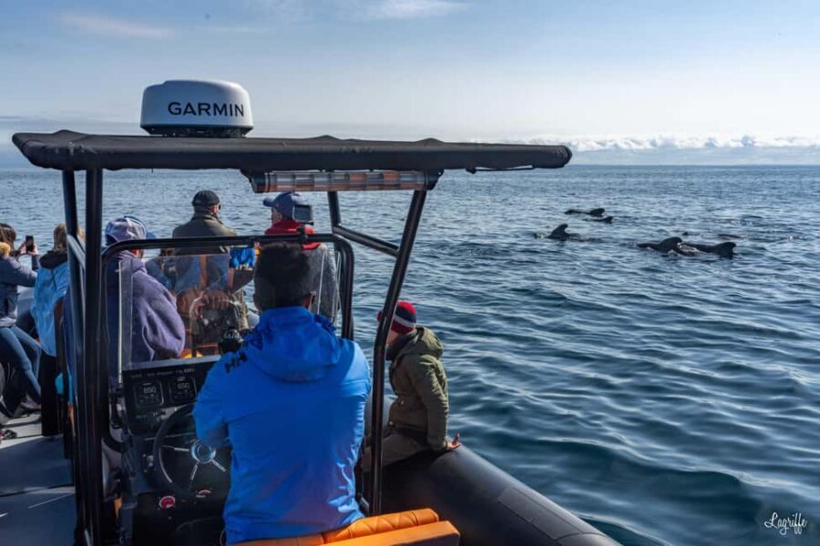 Basque Country : Whale and Dolphin Watching Boat Tours - What You Can Expect from the Itinerary