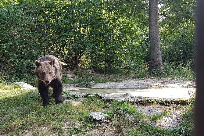 Bears Sanctuary, Dracula Castle and Brasov City - Full Day Trip from Bucharest - FAQ