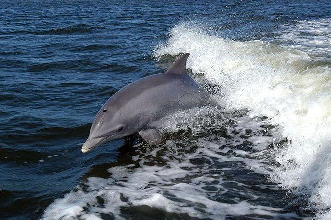 Become a dolphin protector! Lisbon Eco-dolphin watching - The Focus on Marine Conservation