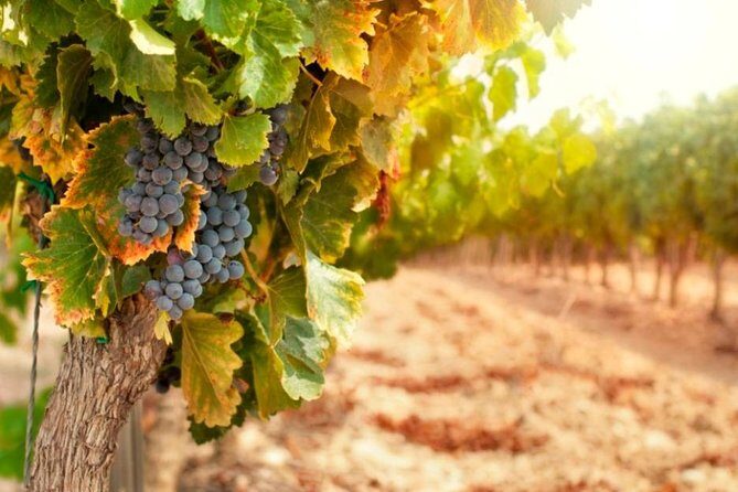 Bella Toscana Private Tour: 2 Chianti Wineries and San Gimignano From Livorno - The Sum Up
