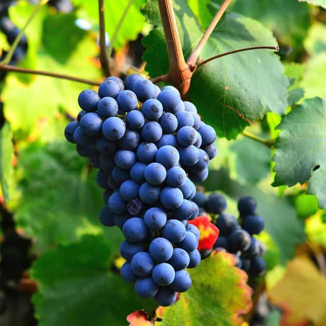 Béziers : Explore the Faugères Vineyards with a Picnic - An In-Depth Look at the Faugères Vineyards Tour