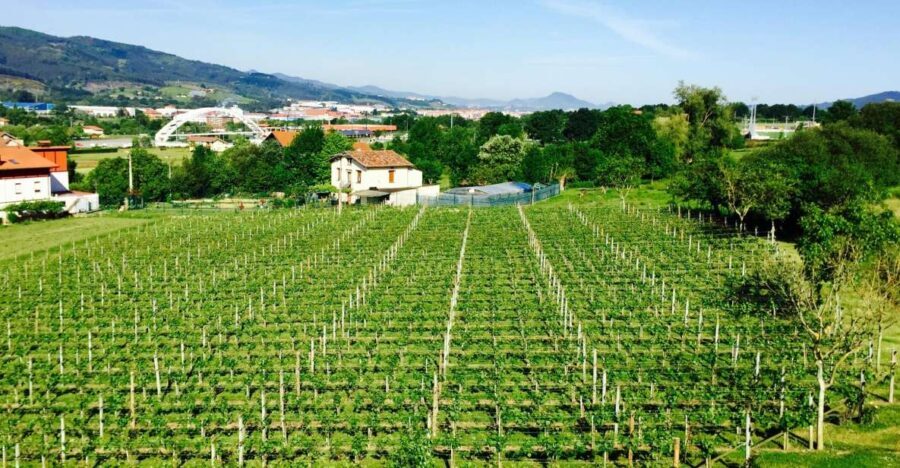 Bilbao: Guided Txacoli Wine Tasting - Who Is This Tour Best For?