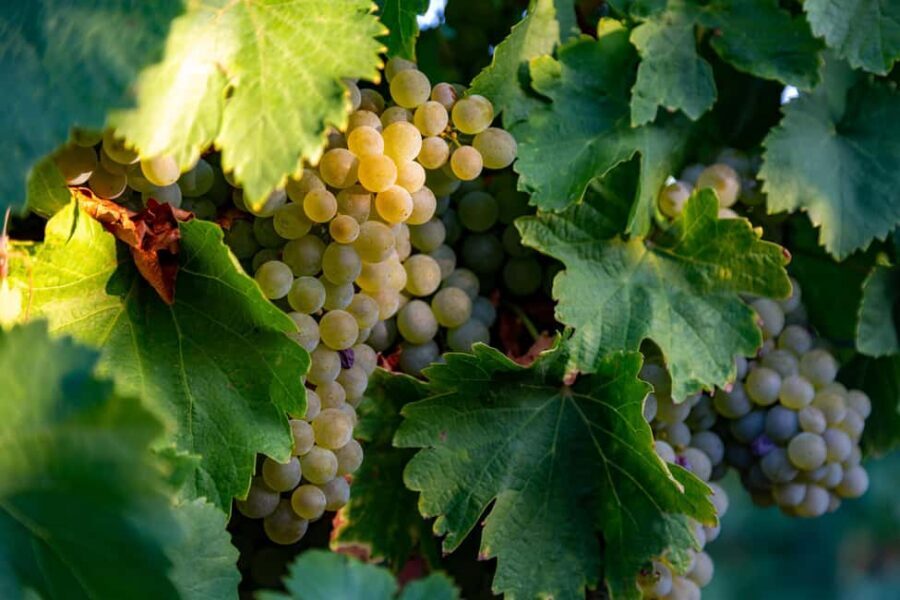 BODEGAS PANDORA: tour through vineyards and winery with wine tasting. - Exploring the Itinerary – What Makes It Special?