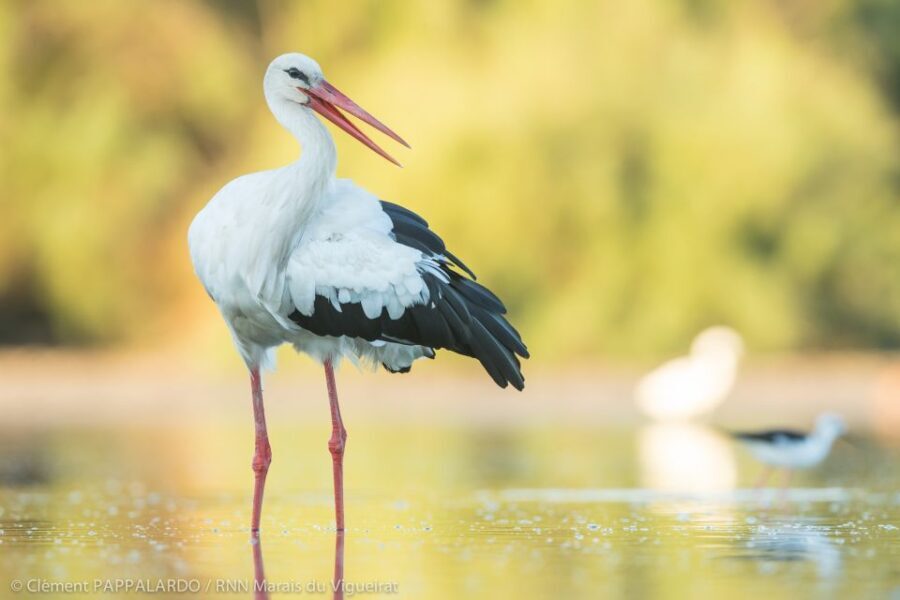 Camargue: Discovery of nature at the Vigueirat marshes - Discovering the Birdlife and Natural Environments