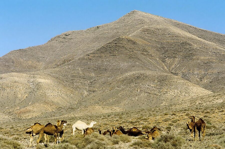 Canary Islands dromedary camels grazing near Hacha Grande in Lanzarote