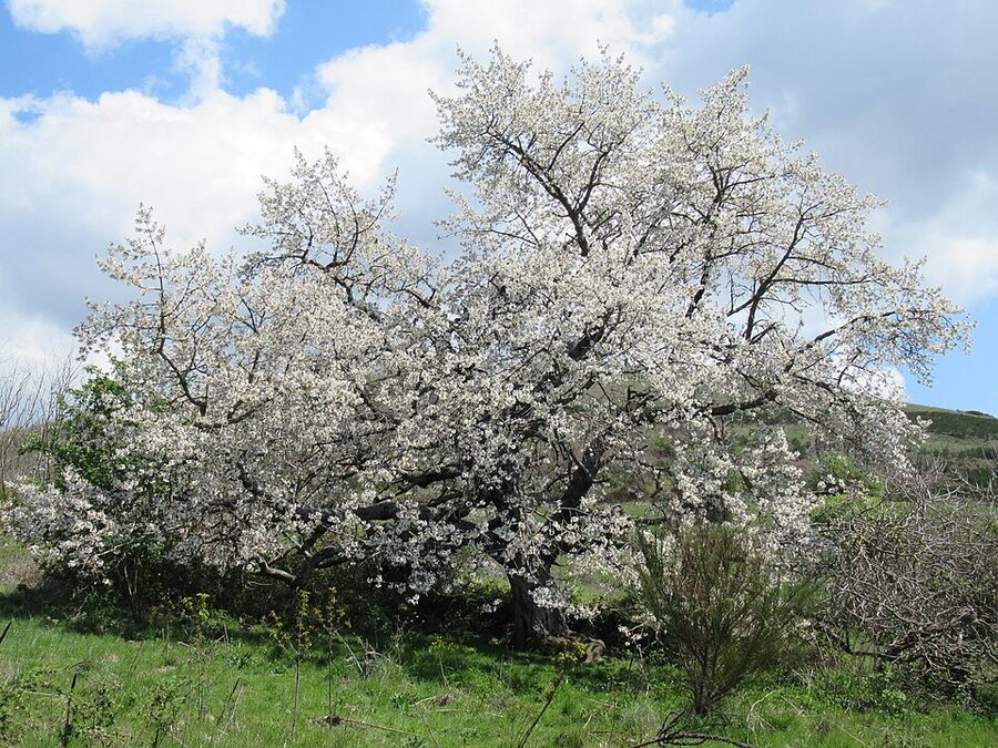 Cherry blossom in the Castelli Romani regional park in spring