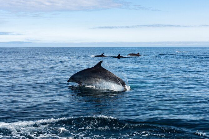 Cetacean Boat Tours in the Basque Country - FAQ