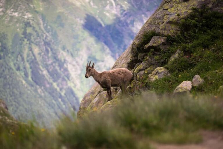 Chamonix: Sunset Hike & Fondue in the Alpine Land with Guide - Final Thoughts