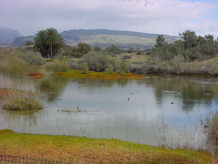 Charca de Maspalomas nature reserve lagoon with palm trees
