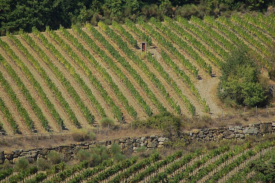 Vineyards spreading through the Chianti Classico valleys in Tuscany
