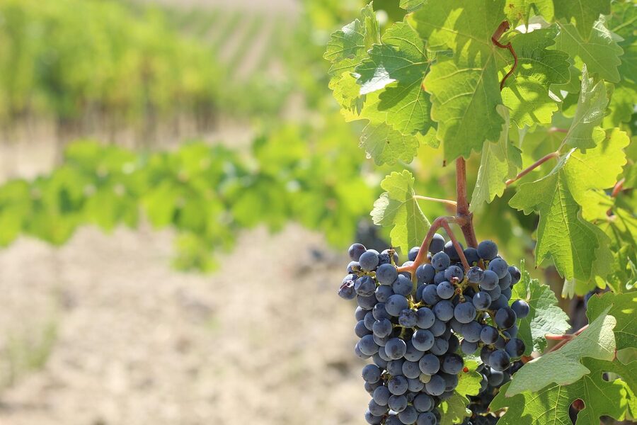 Black grapes on the vine in a Chianti vineyard
