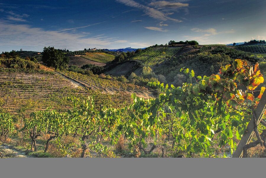 Grapevines in the Chianti wine zone of central Tuscany