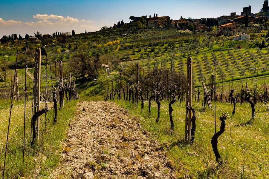 Tuscan vineyard slope at a winery