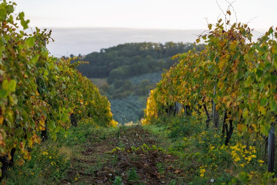 Vineyard with autumn leaves under sunset light