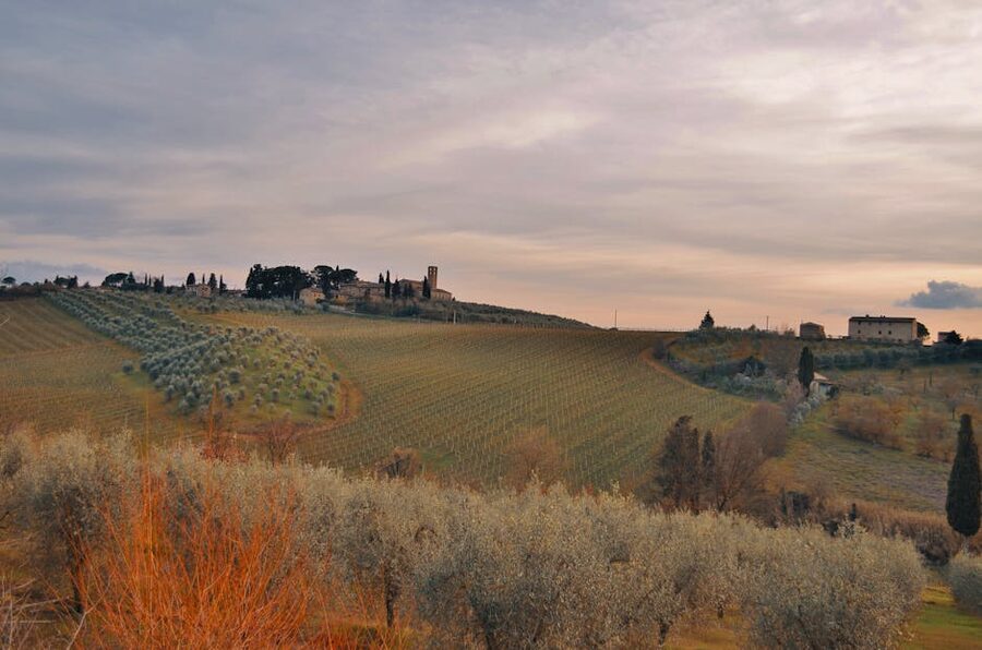 Tuscan vineyards and olive groves near Florence