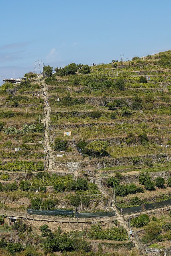 Steep climb on Trail 502 from Manarola through terraced vineyards