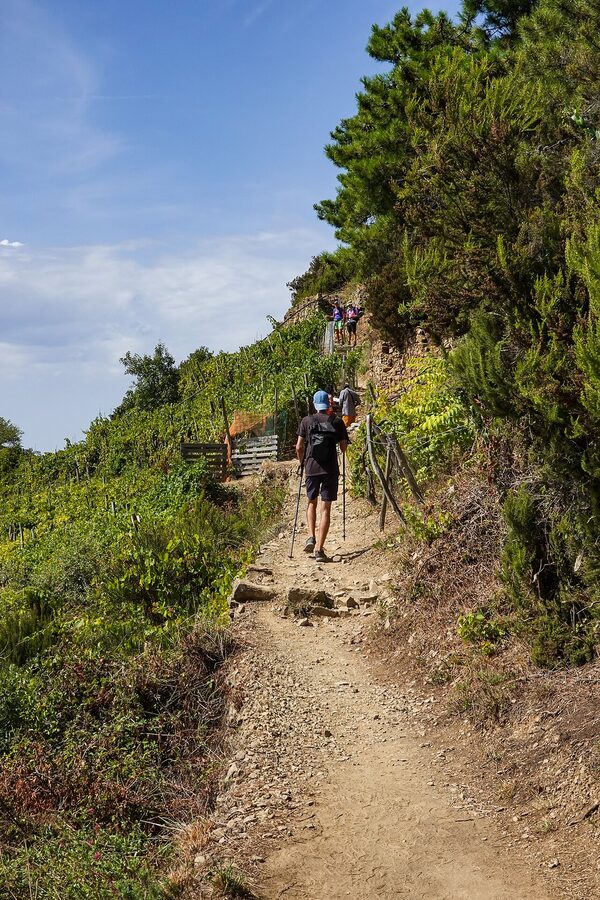 Hikers walking Trail 586 through vineyards above Volastra in Cinque Terre