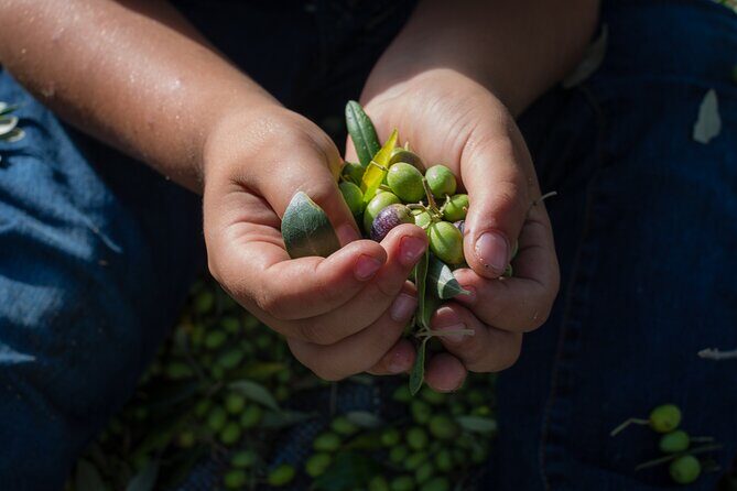 Corfu Organic Olive Oil Tasting at Family Farm - Who Should Consider This Tour?