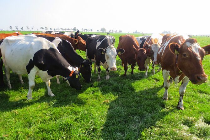 Countryside of Amsterdam Private tour - What’s Included & What’s Not