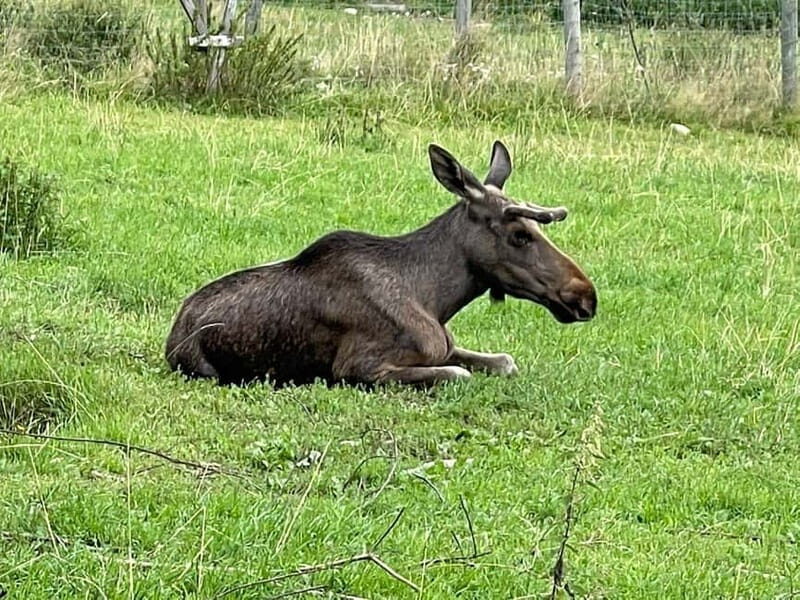 Dals Långed: Moose Park Guided Tour with Feeding - What Visitors Say