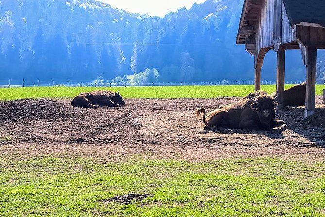 Day trip from Brasov: Bison reserve & traditional lunch - What Sets This Tour Apart