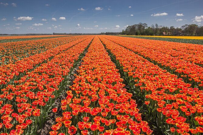 Day Trip to Famous Tulip Route in Noordoostpolder From Amsterdam - Authentic Experiences and Guest Insights