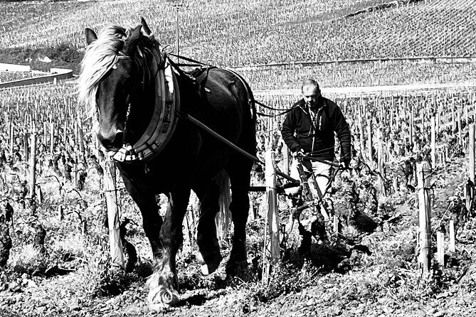 Discover the great wines of Vosne-Romanée - Practical Details & Value Analysis
