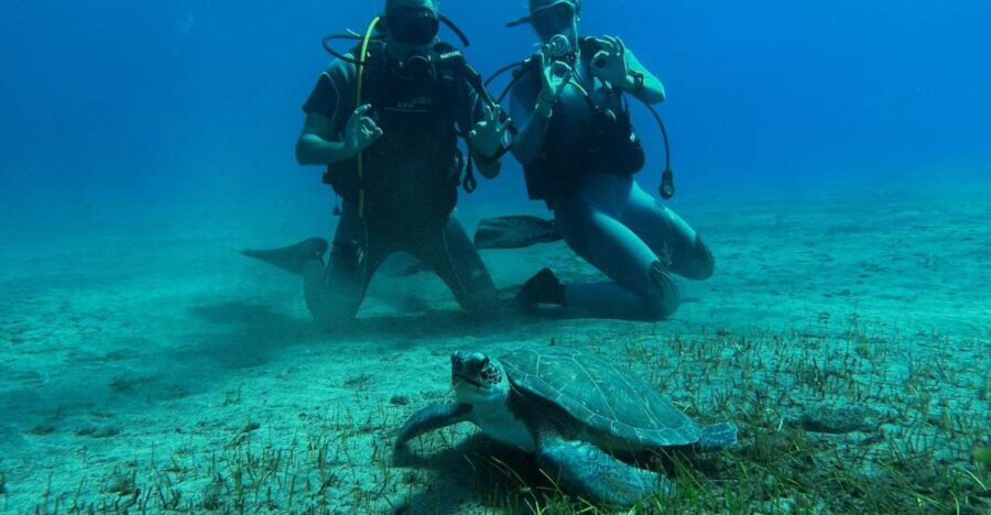 Diving course for beginners in turtle area Tenerife - Potential Drawbacks or Considerations