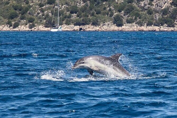 Dolphins Rib boat (up 6 people) Private - Who Will Love This Tour?