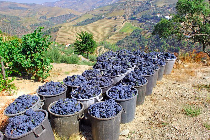 Douro Private Tour with Transport - Authentic Experiences and Reviewer Insights