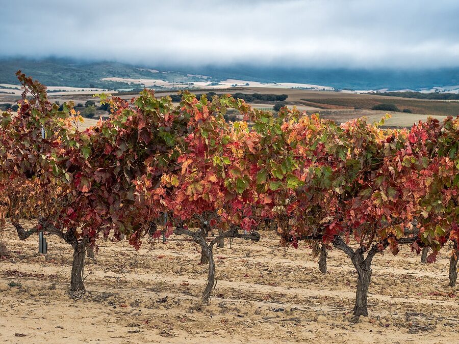 Vineyard near Elvillar in Rioja Alavesa