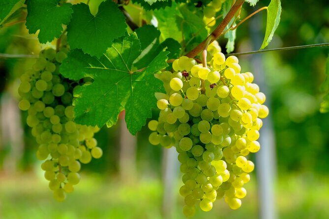 Etyek Private Half-Day Wine Tasting Tour from Budapest - Exploring the Itinerary: What You Can Expect