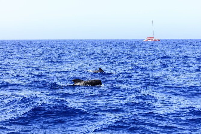 Exclusive Freebird Catamaran Whale & Dolphin to Masca From South - Authentic Experiences from Reviews