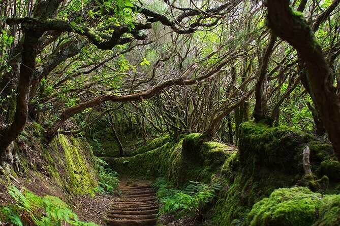 Exclusive Tenerife Highlights Shore Tour for Cruise Passengers - Exploring Tenerife’s Natural and Cultural Jewelery